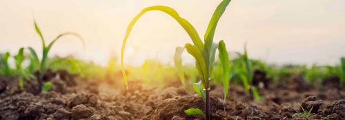 Guano - Supplier of Organic Fertiliser Australia