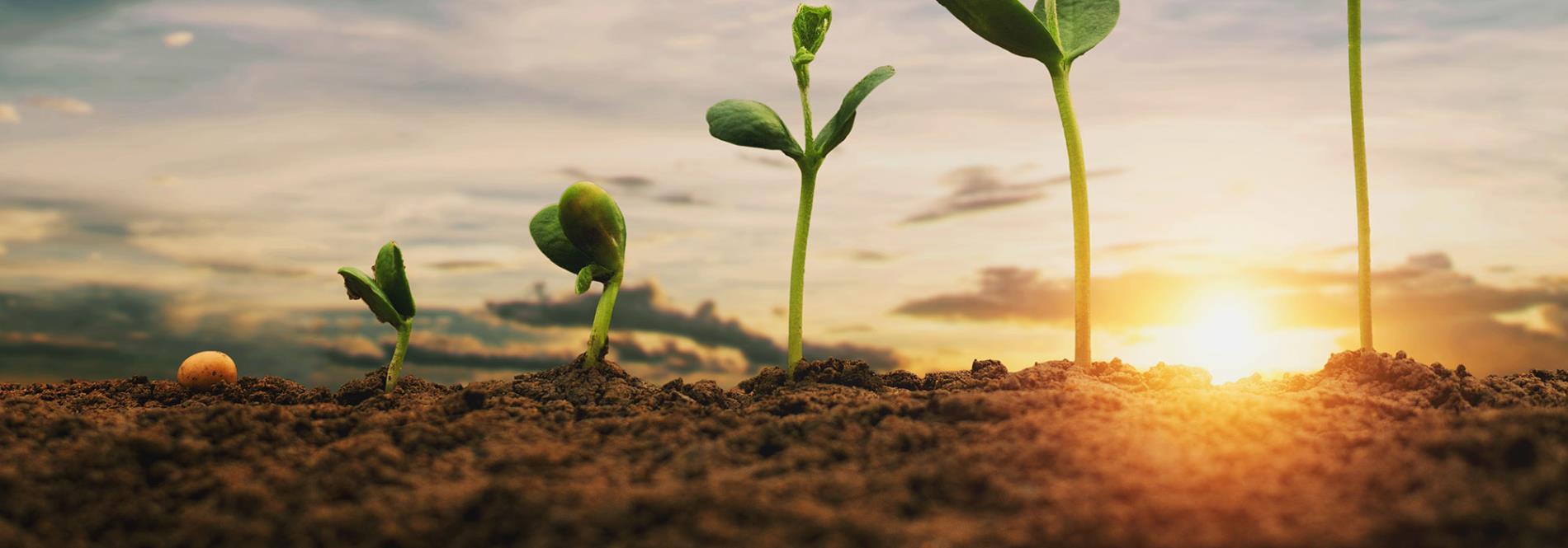 Organic farming fertilizers: why use Guano Gold Kwik Start?