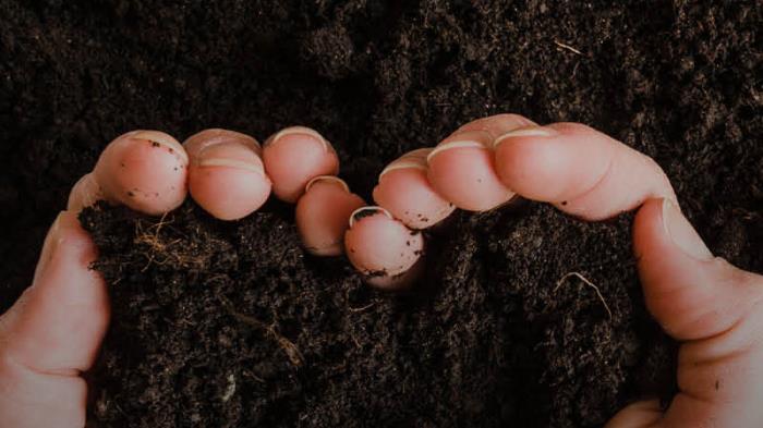 Guano - Supplier of Organic Fertiliser Australia